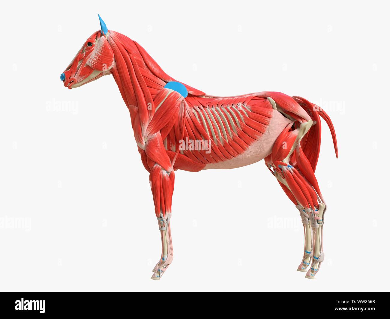 Pferd anatomie muskulatur -Fotos und -Bildmaterial in hoher Auflösung ...