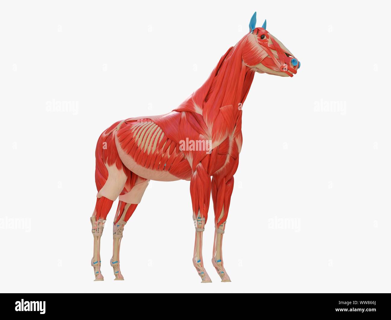 Pferd anatomie muskulatur -Fotos und -Bildmaterial in hoher Auflösung ...