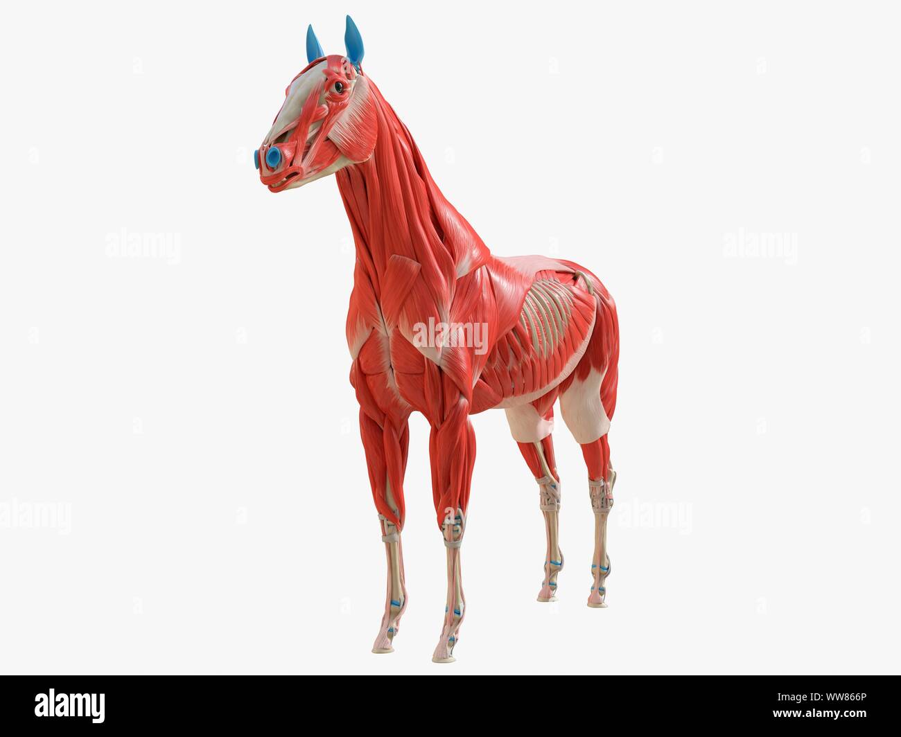 Pferd anatomie muskulatur Ausgeschnittene Stockfotos und -bilder - Alamy