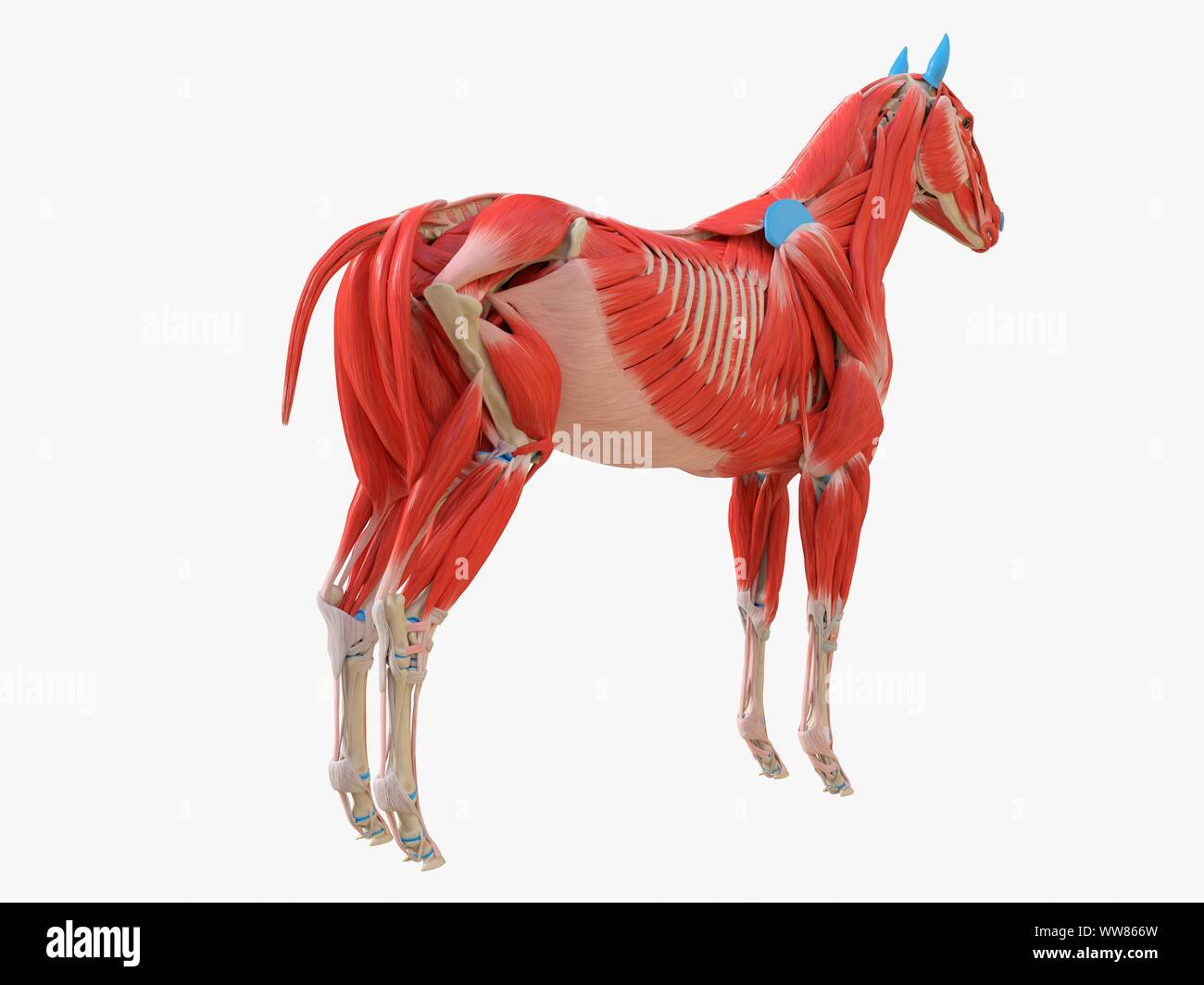 Pferd anatomie muskulatur -Fotos und -Bildmaterial in hoher Auflösung – Alamy