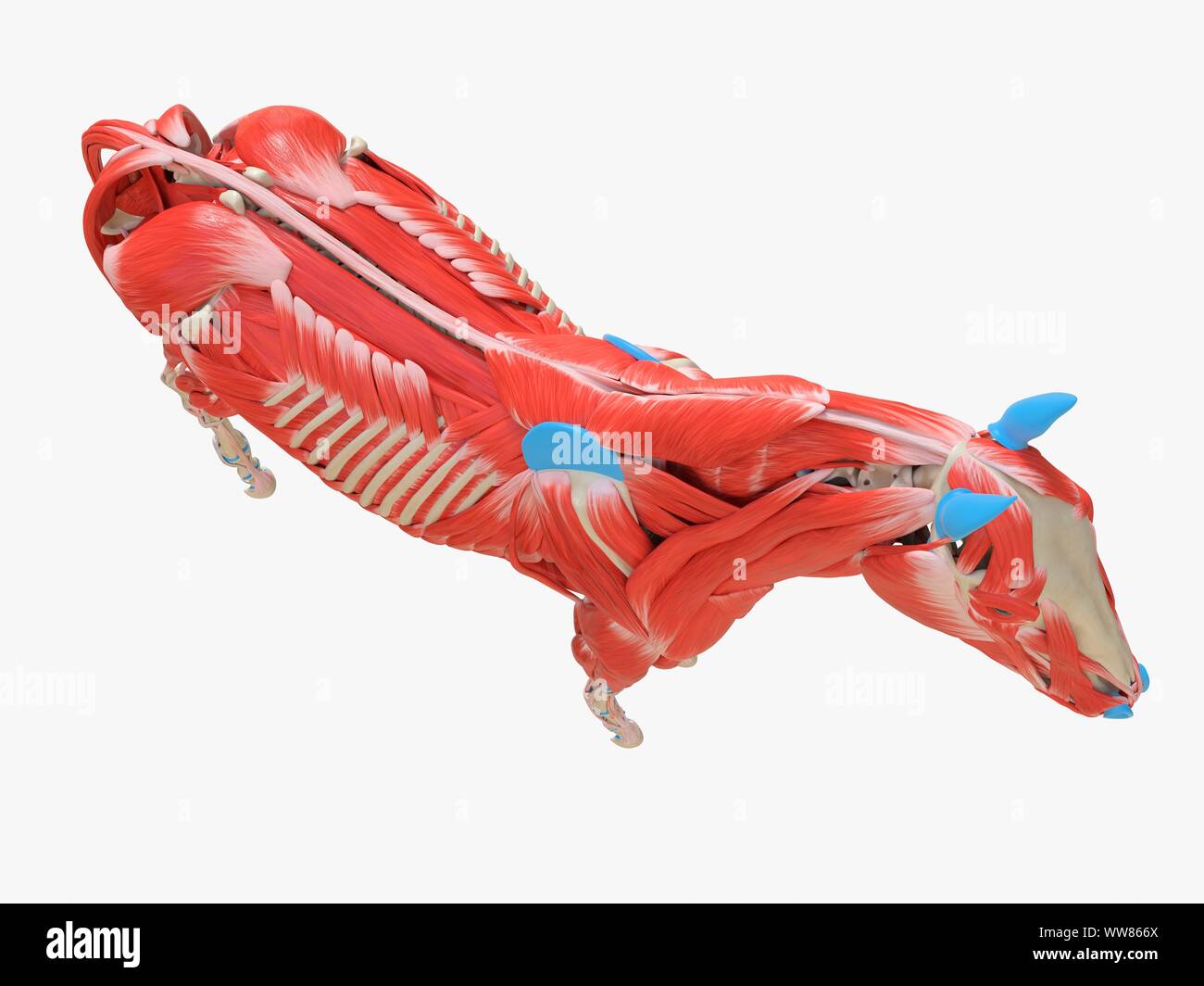 Pferd anatomie muskulatur -Fotos und -Bildmaterial in hoher Auflösung - Seite 2 - Alamy