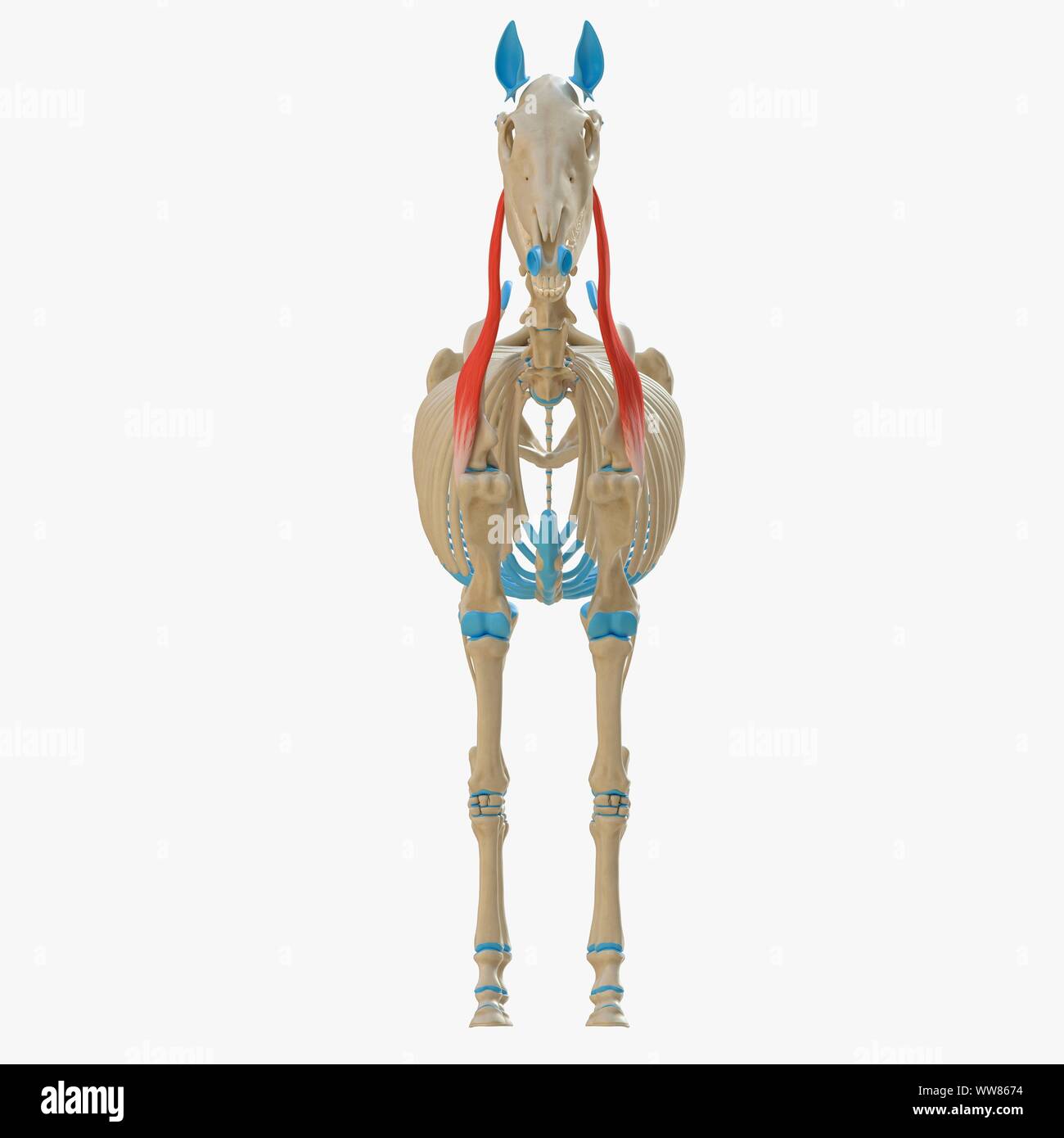 Pferd anatomie muskulatur -Fotos und -Bildmaterial in hoher Auflösung ...