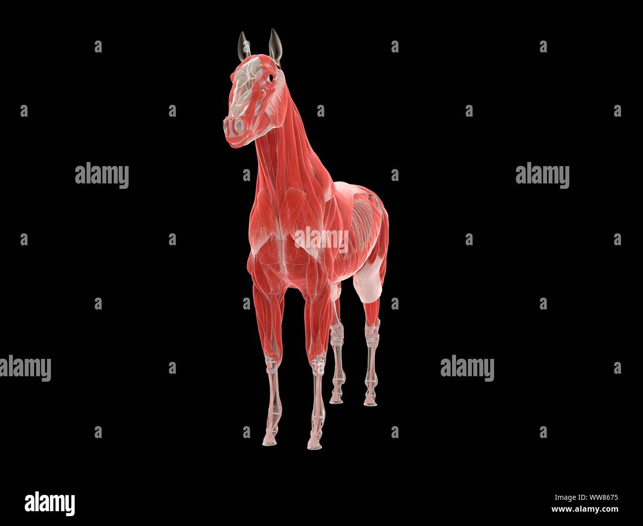 Pferd anatomie muskulatur -Fotos und -Bildmaterial in hoher Auflösung - Seite 2 - Alamy