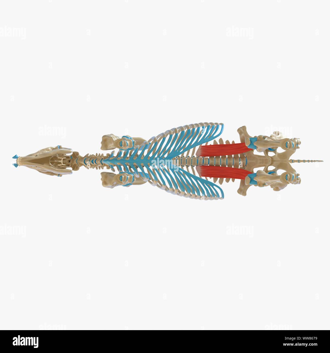 Pferd psoas major Muskel, Abbildung Stockfotografie - Alamy