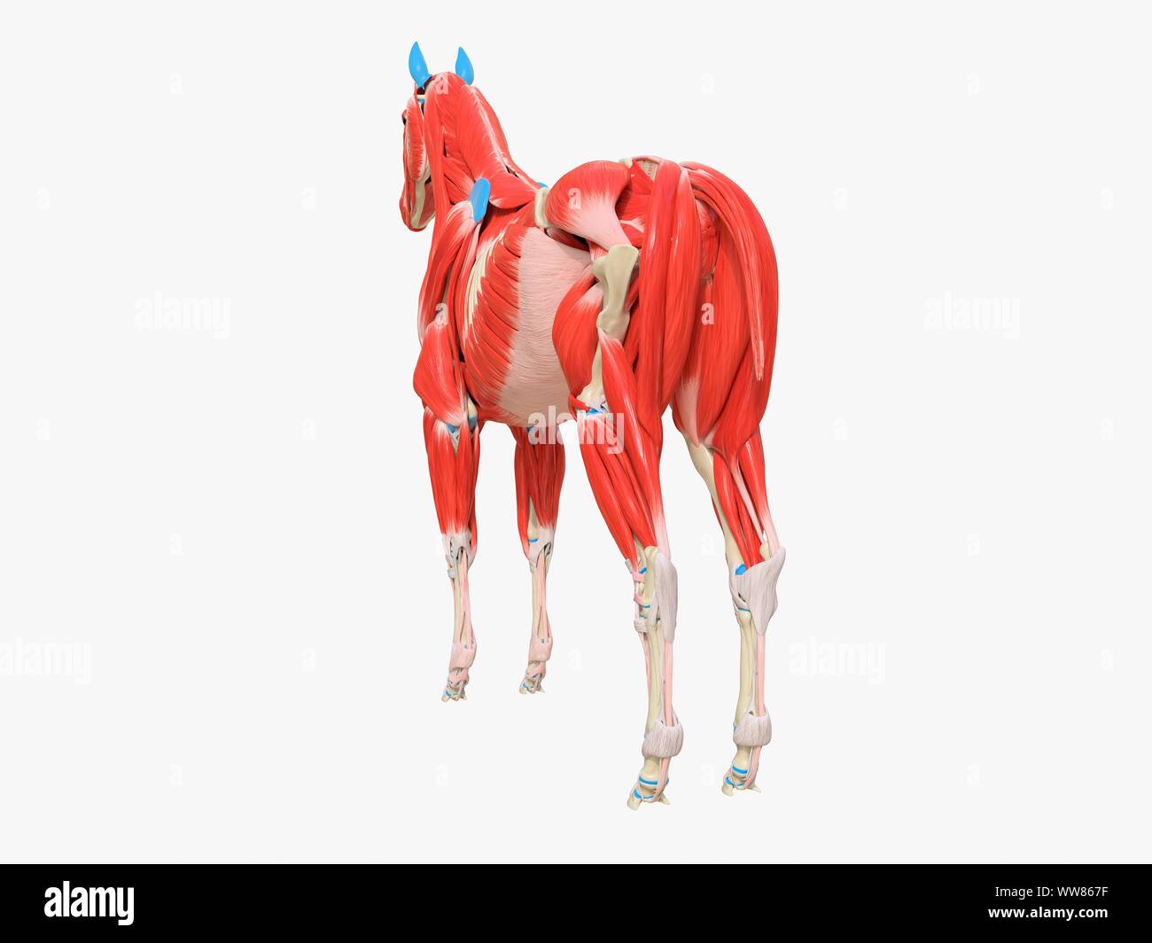Pferd anatomie muskulatur -Fotos und -Bildmaterial in hoher Auflösung - Seite 2 - Alamy