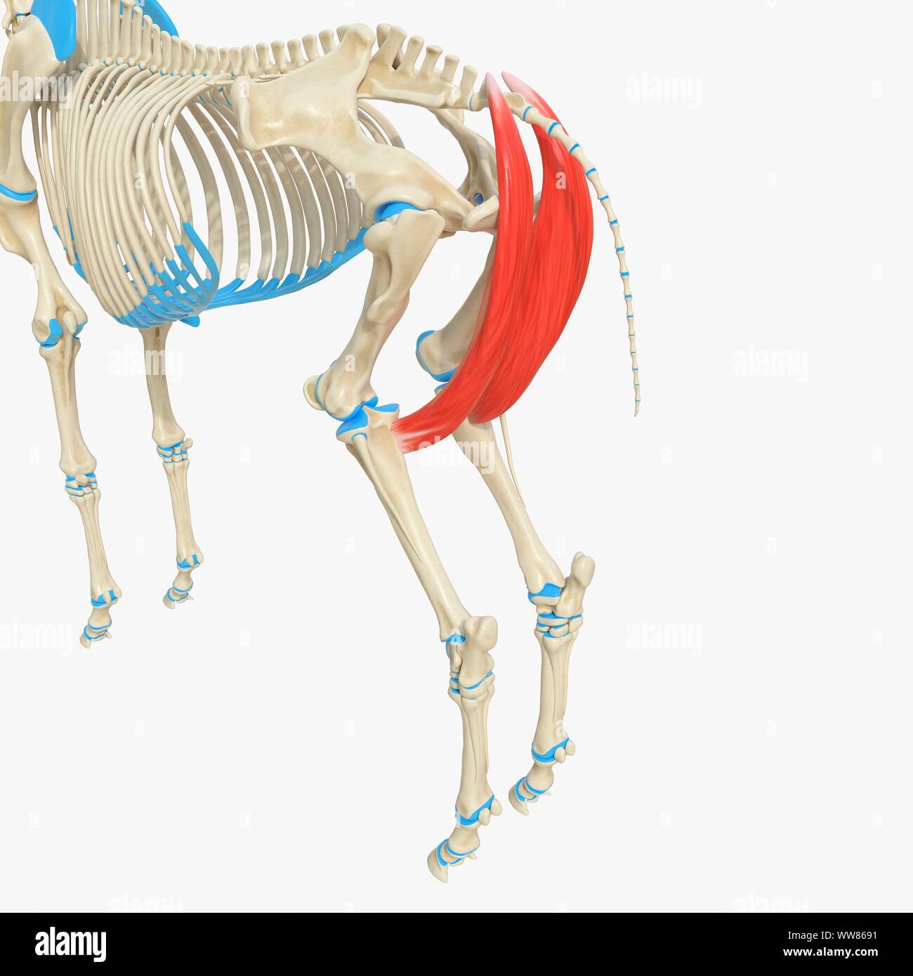 Anatomie Muskel Pferd Stockfotos und -bilder Kaufen - Alamy