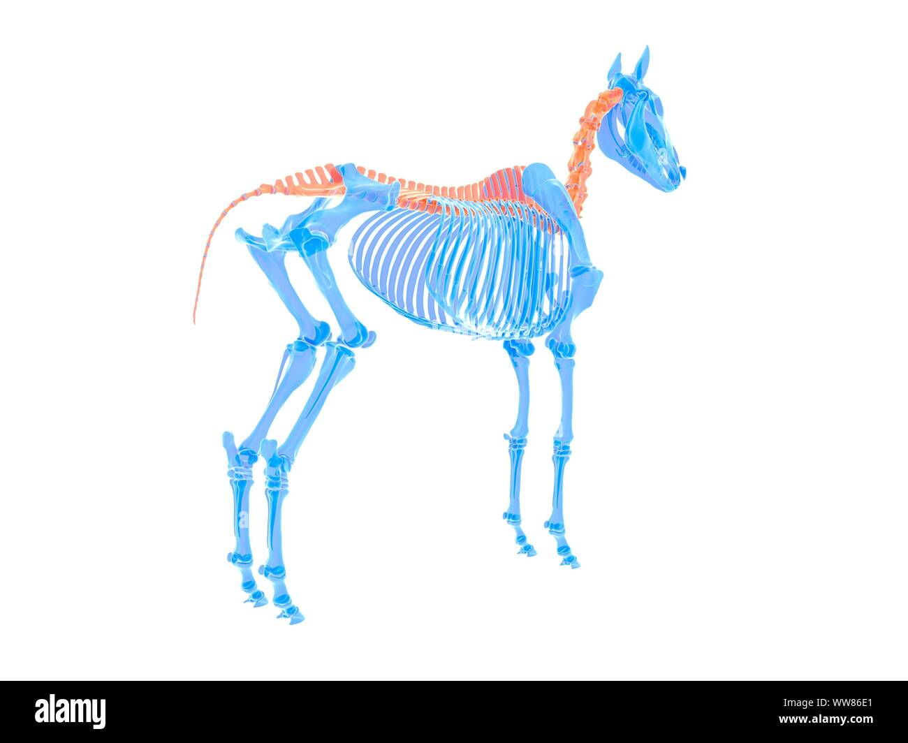 Scapula animal -Fotos und -Bildmaterial in hoher Auflösung – Alamy