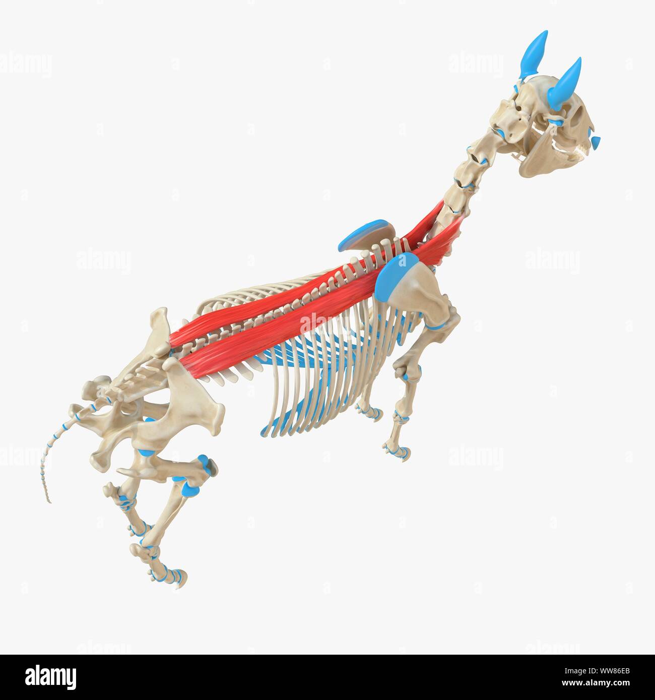 Pferd anatomie muskulatur -Fotos und -Bildmaterial in hoher Auflösung ...