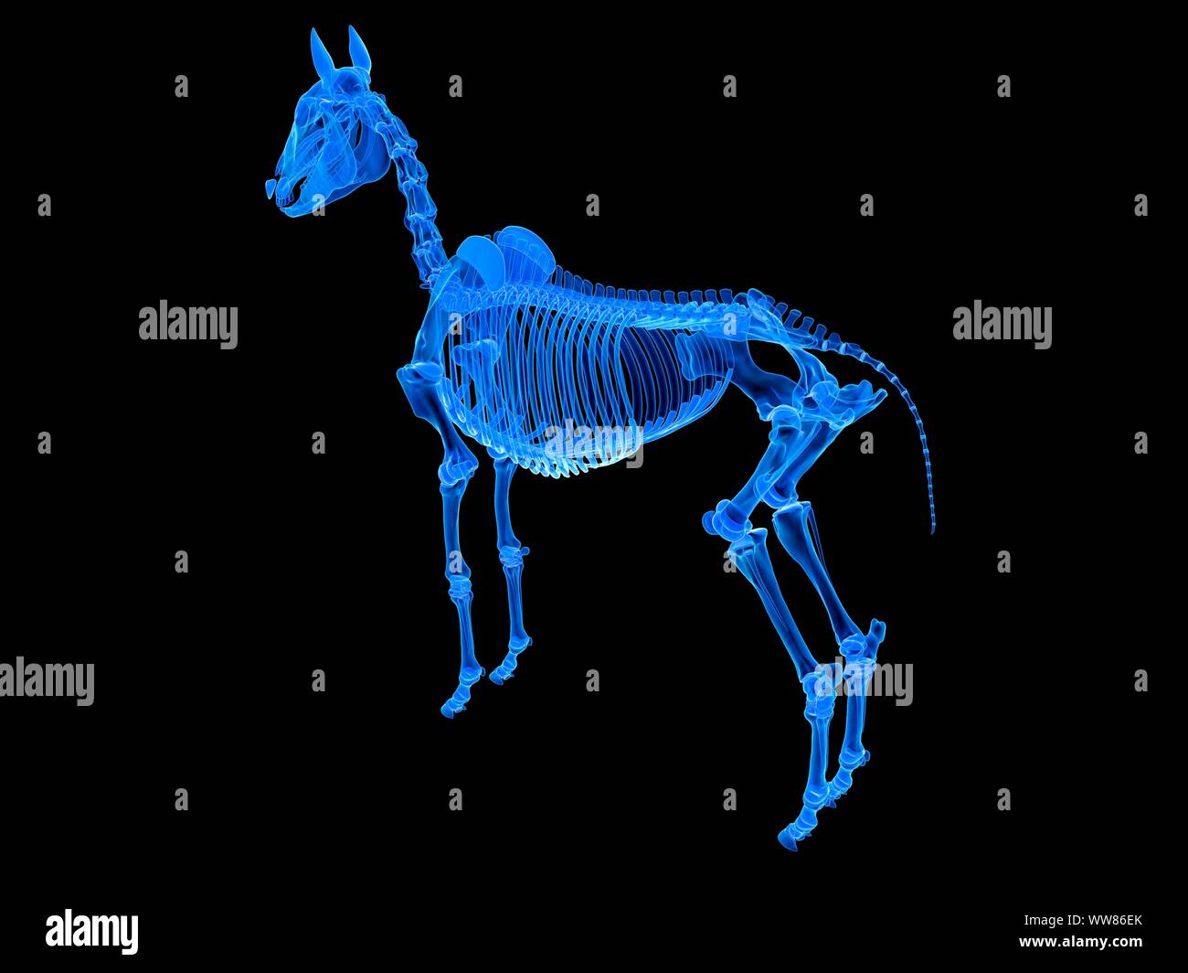 Pferd anatomie skelett -Fotos und -Bildmaterial in hoher Auflösung ...