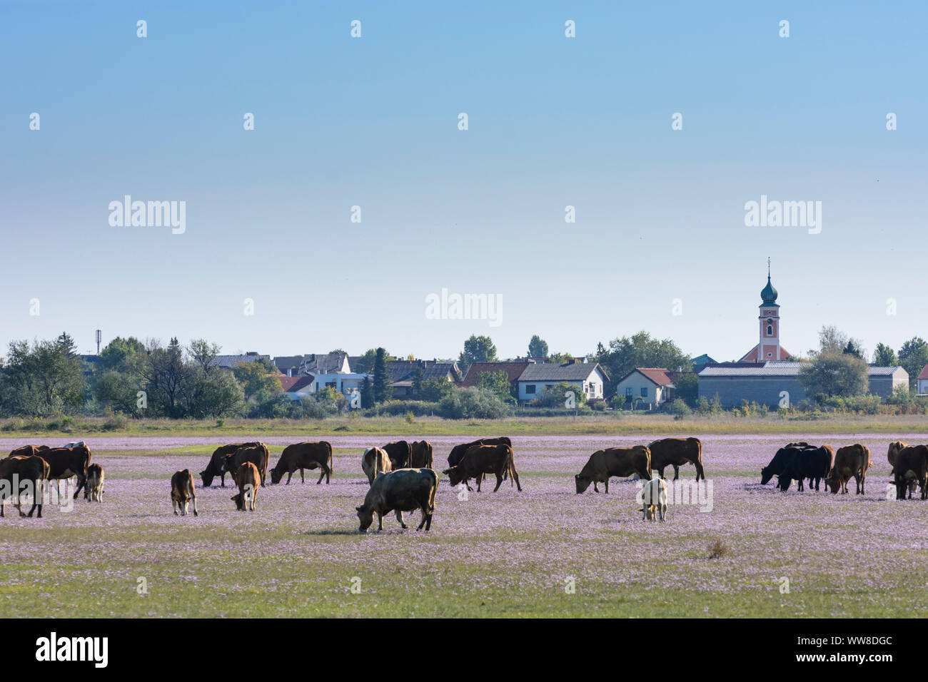 Cowboy an der wiese mit seeaster -Fotos und -Bildmaterial in hoher ...