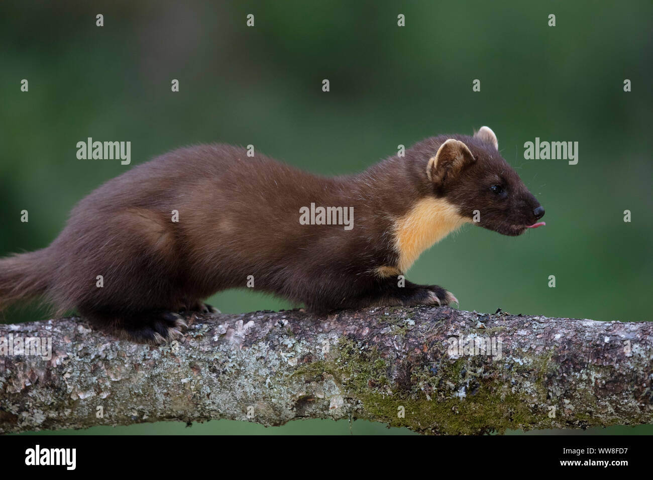 Die nacht des marders -Fotos und -Bildmaterial in hoher Auflösung – Alamy