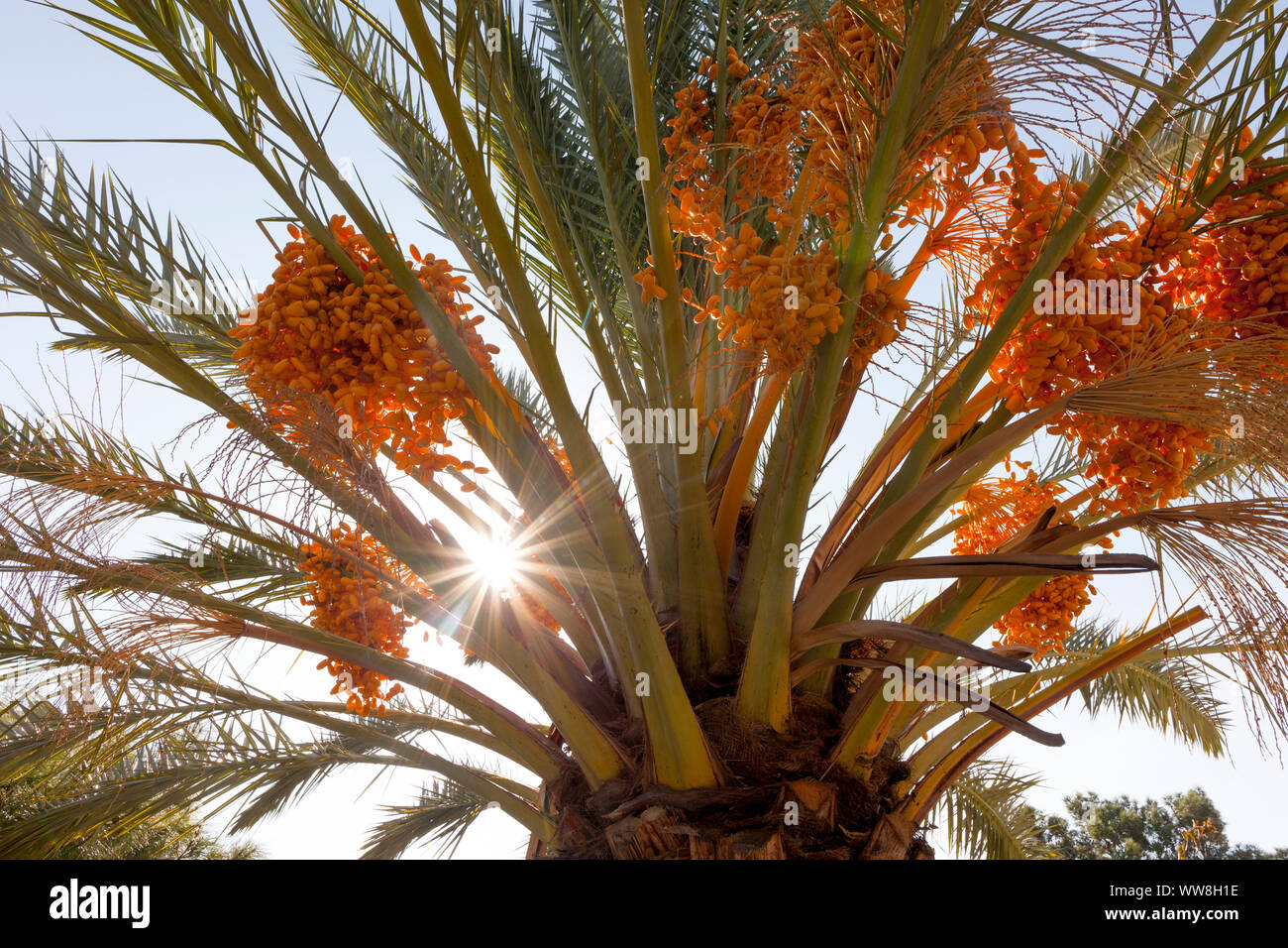 Dattelpalme phoenix dactylifera mit vielen datteln -Fotos und ...