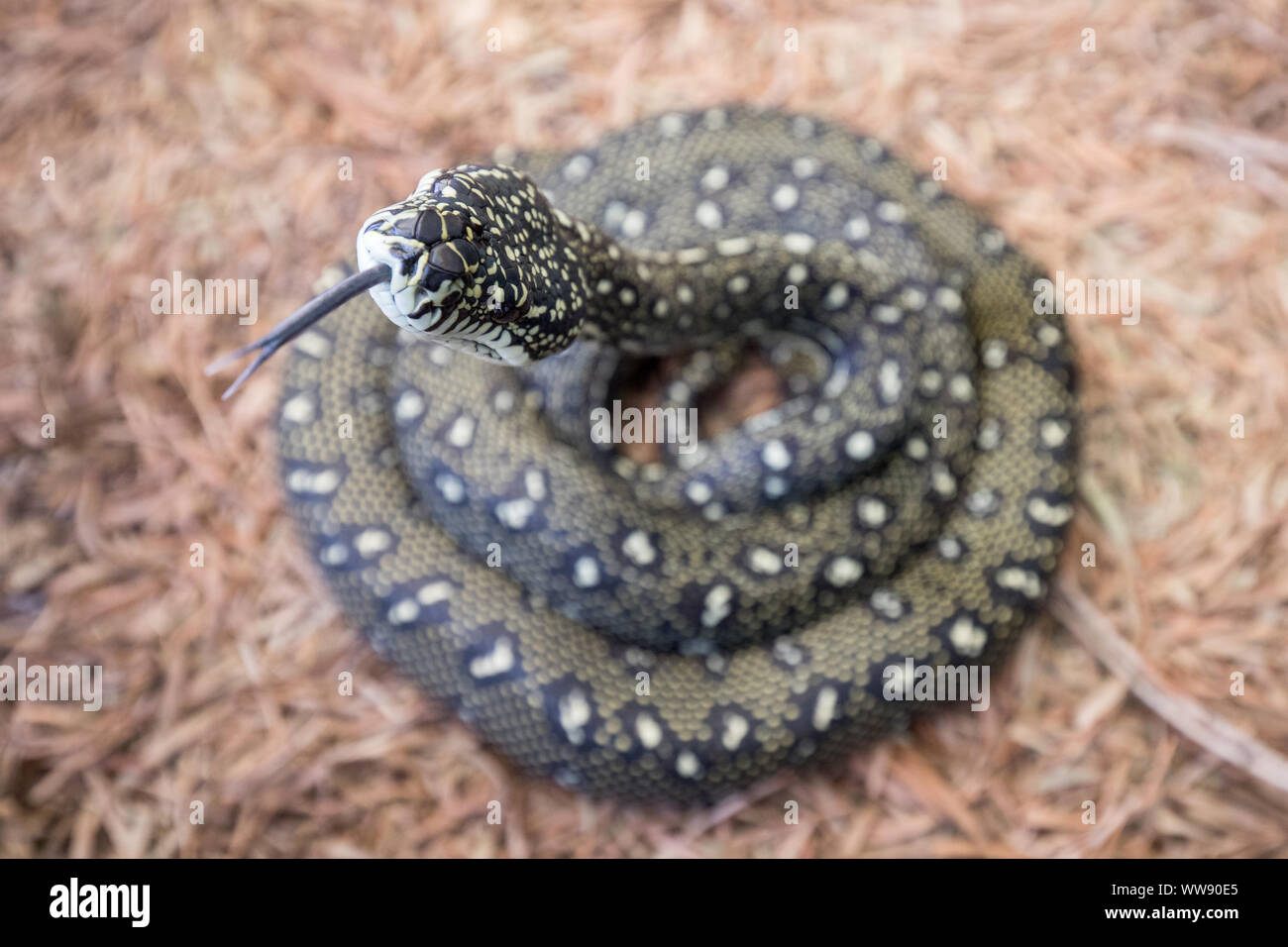 Diamantpython Morelia Spilota Spilota Stockfotos und -bilder Kaufen - Alamy