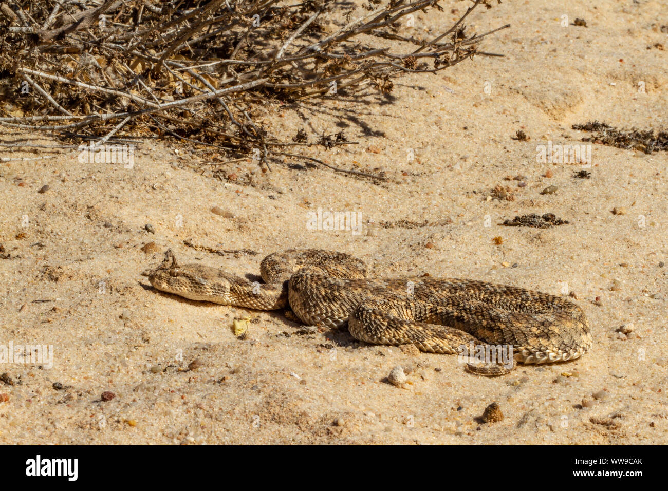 Venomous snakes of the saharan desert -Fotos und -Bildmaterial in hoher ...