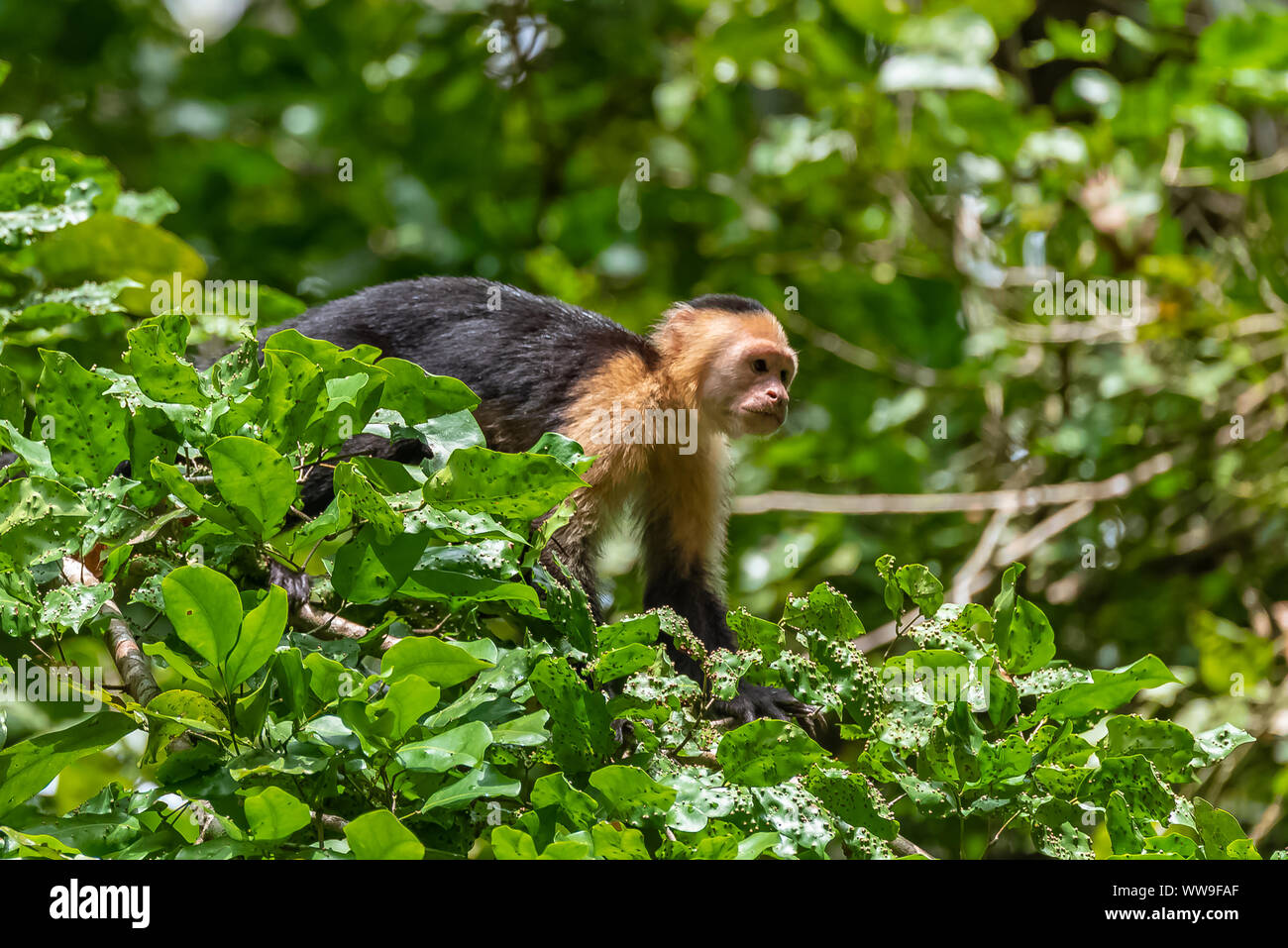 Affe Auf Dem Baum Stockfotos und -bilder Kaufen - Alamy