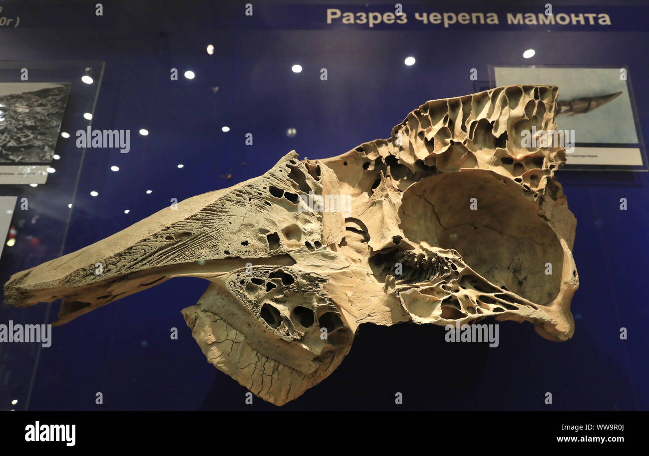 Mammut Museum Stockfotos und -bilder Kaufen - Alamy