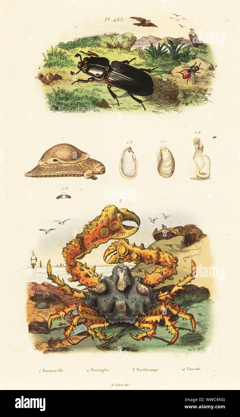 Passalus interruptus -Fotos und -Bildmaterial in hoher Auflösung – Alamy