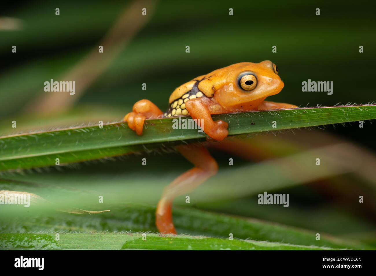 Frosch jahr -Fotos und -Bildmaterial in hoher Auflösung – Alamy