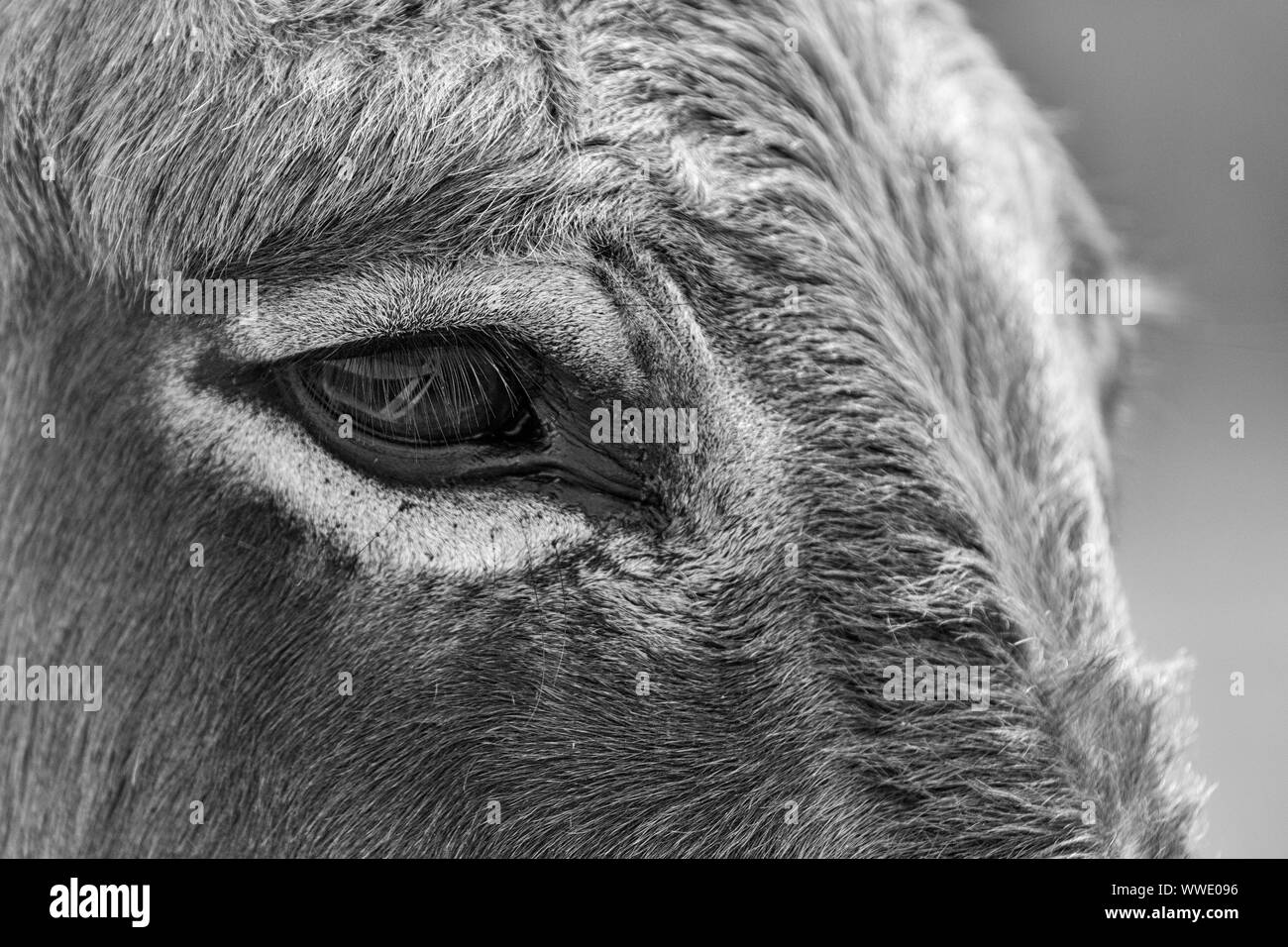 Der Zaun ist in der Eye Ball in diese Enge wider, geschossen von einem ...