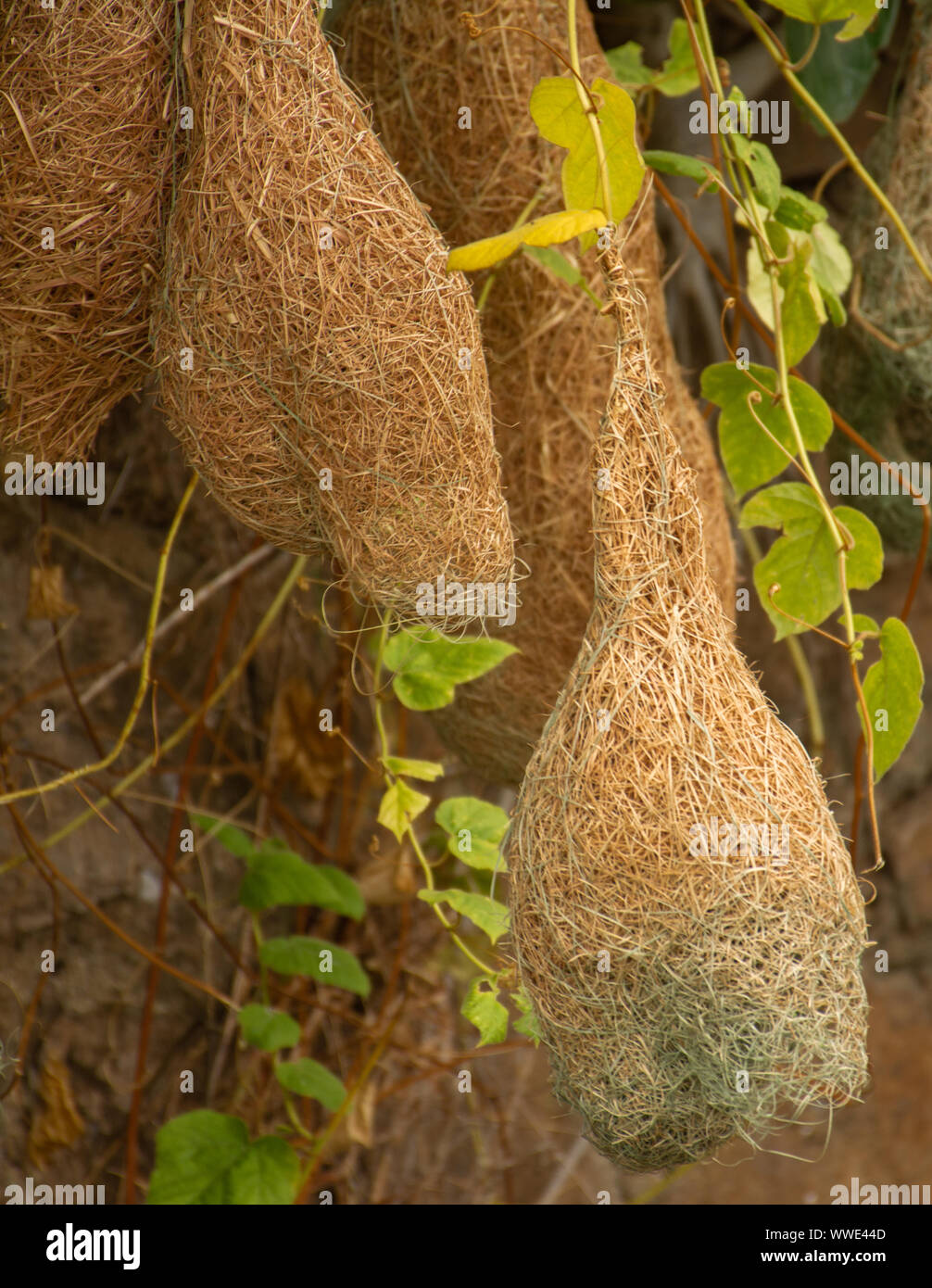 Vogelnest western ghats -Fotos und -Bildmaterial in hoher Auflösung – Alamy