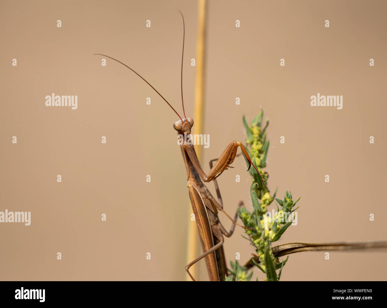 Gottesanbeterin mantodea -Fotos und -Bildmaterial in hoher Auflösung ...