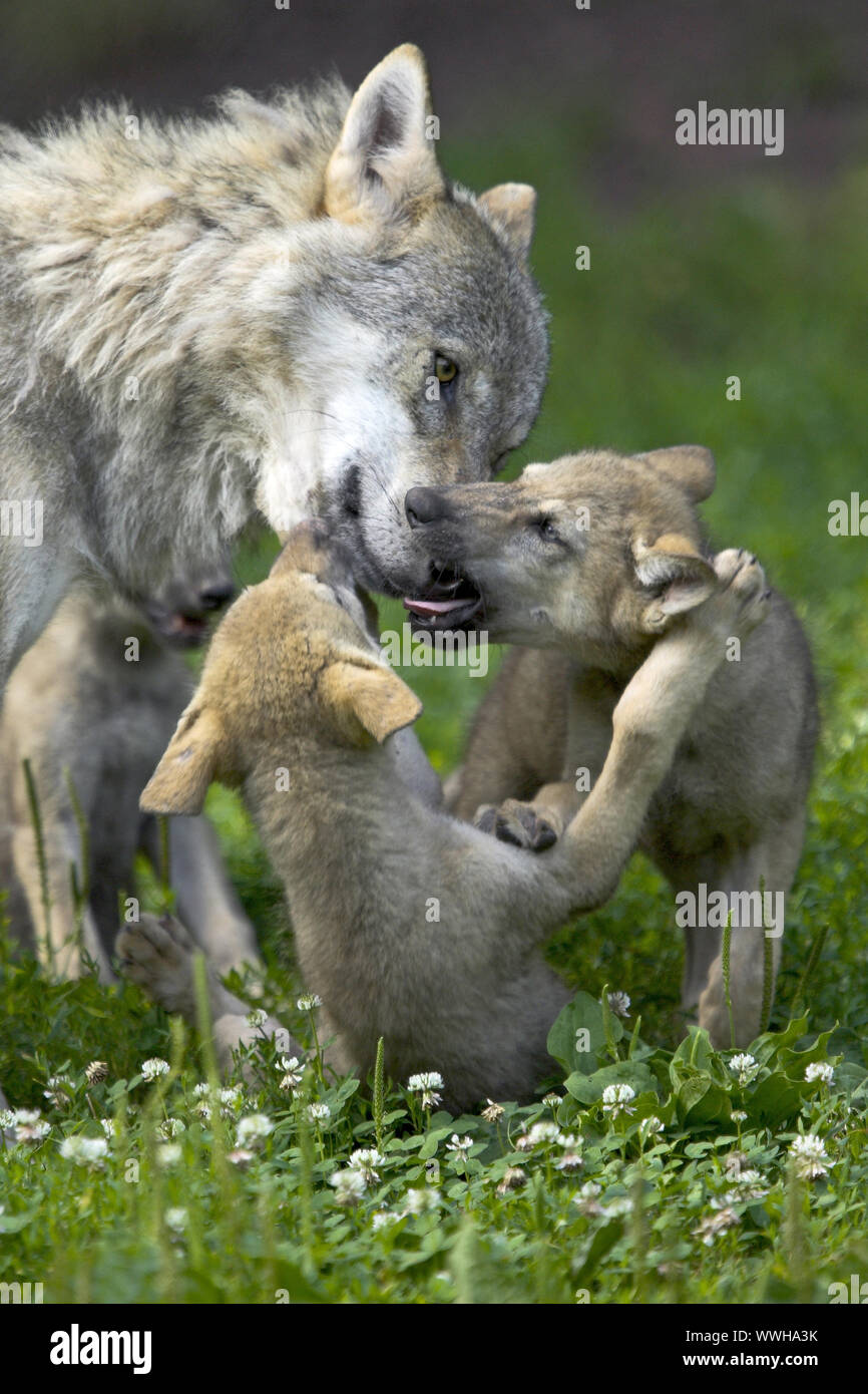 Wolf mit jungen tieren -Fotos und -Bildmaterial in hoher Auflösung – Alamy