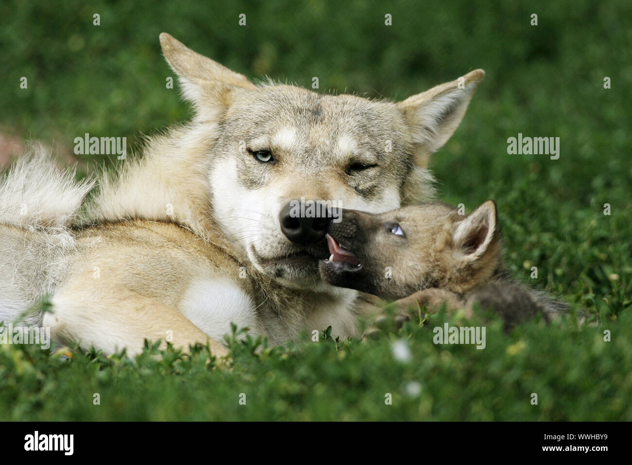 Wolf grauer wolf tier poster -Fotos und -Bildmaterial in hoher ...