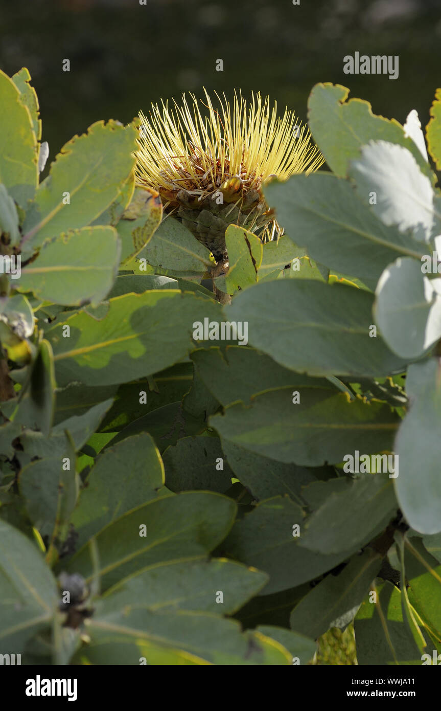 Protea nitida -Fotos und -Bildmaterial in hoher Auflösung – Alamy