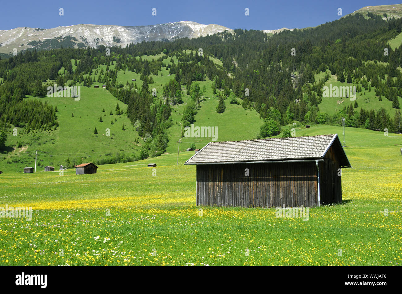 Almwiese tirol -Fotos und -Bildmaterial in hoher Auflösung - Seite 2 ...