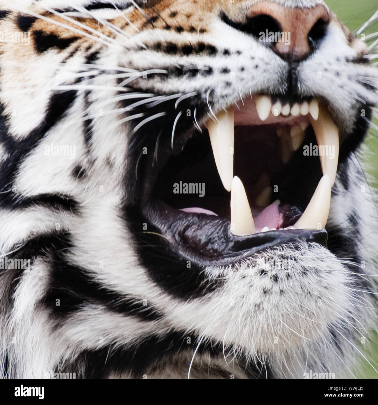 Tiger eating prey -Fotos und -Bildmaterial in hoher Auflösung – Alamy