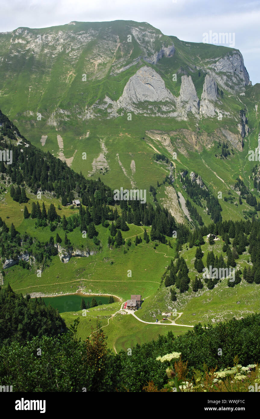 Bollenwees zuflucht -Fotos und -Bildmaterial in hoher Auflösung – Alamy