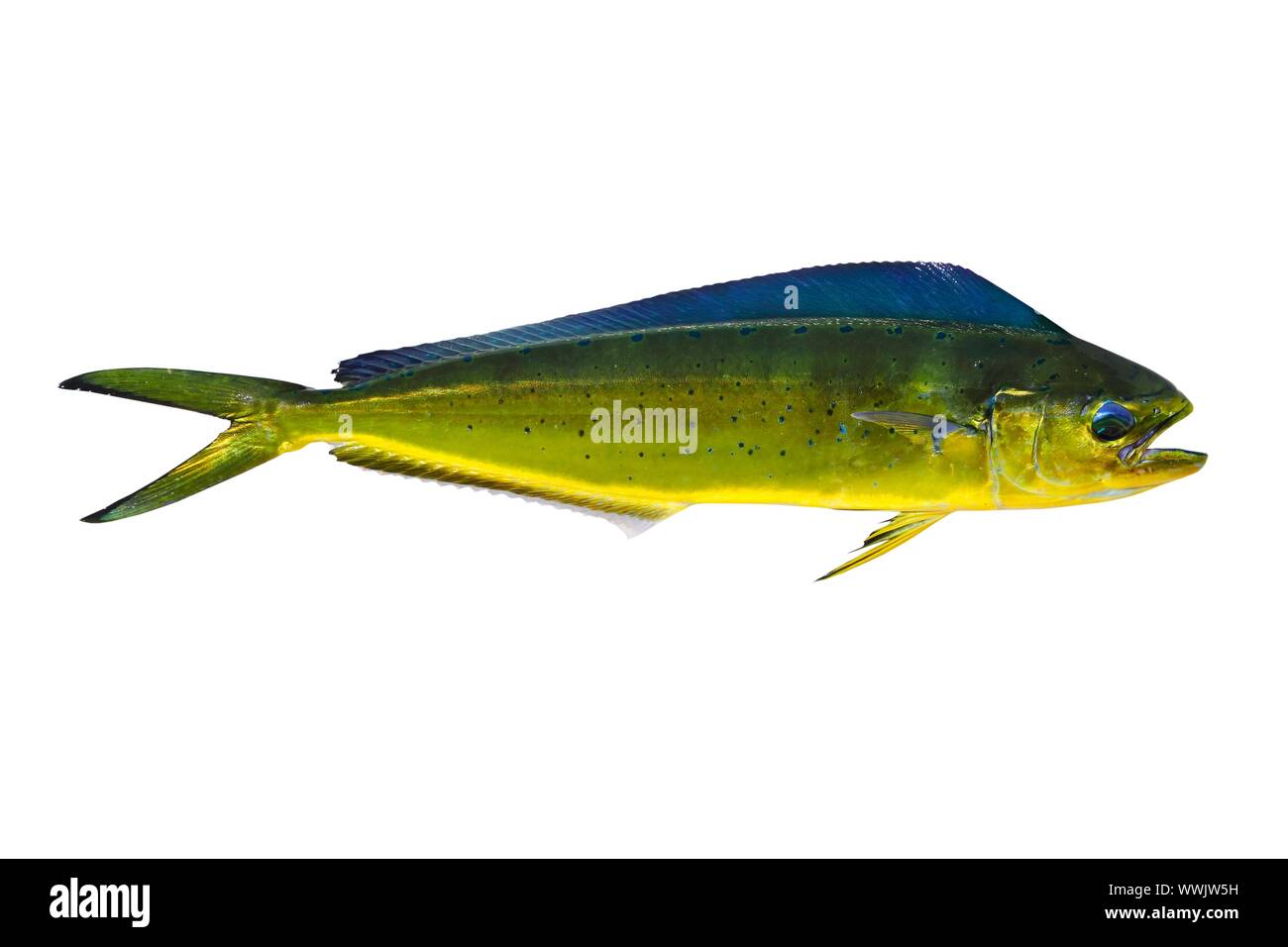 Delfin fleisch -Fotos und -Bildmaterial in hoher Auflösung – Alamy