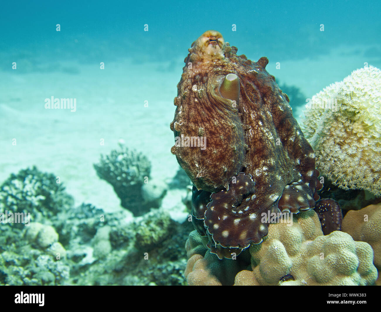 Ocotpus underwater -Fotos und -Bildmaterial in hoher Auflösung – Alamy