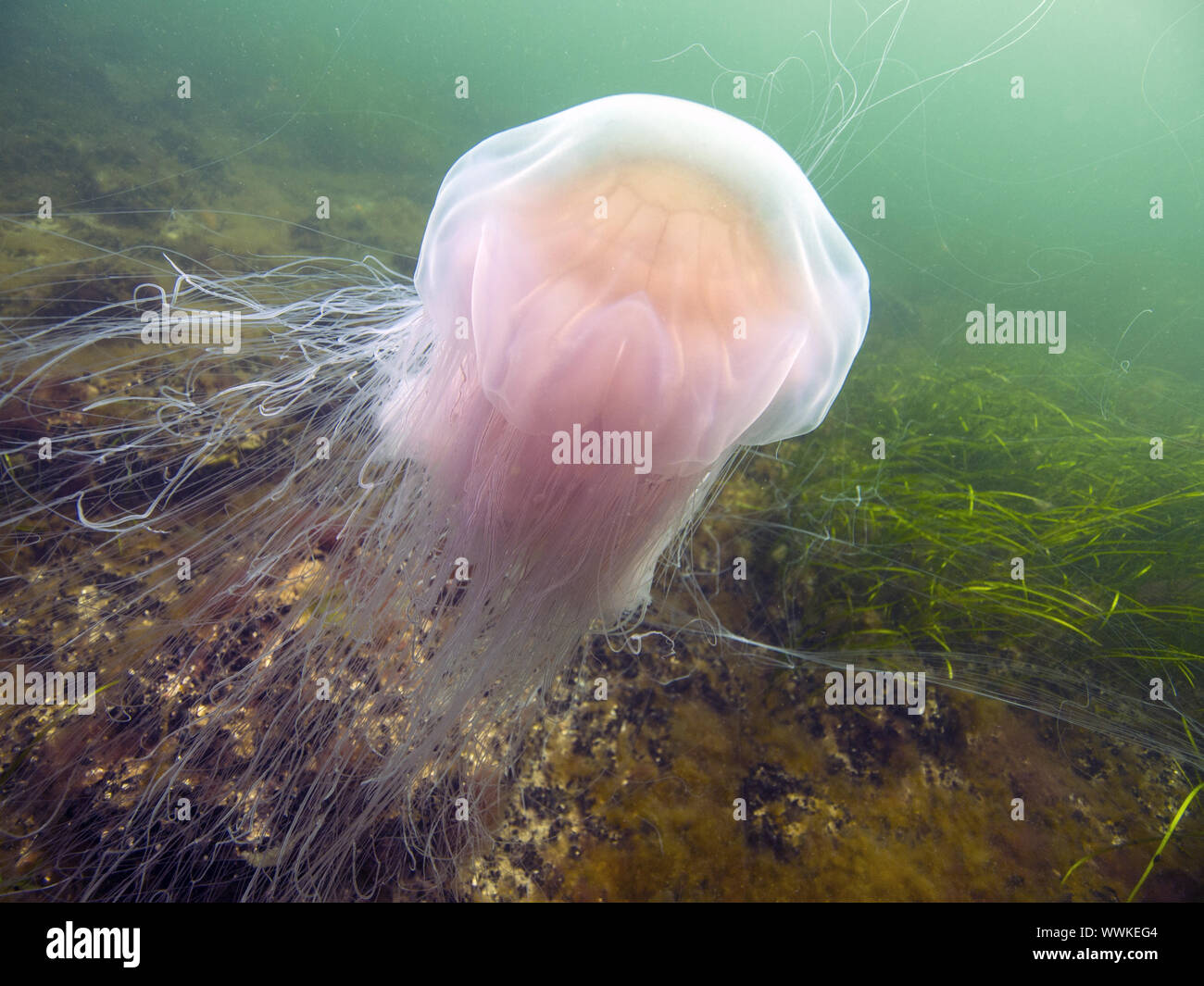 Ostsee quallen -Fotos und -Bildmaterial in hoher Auflösung – Alamy