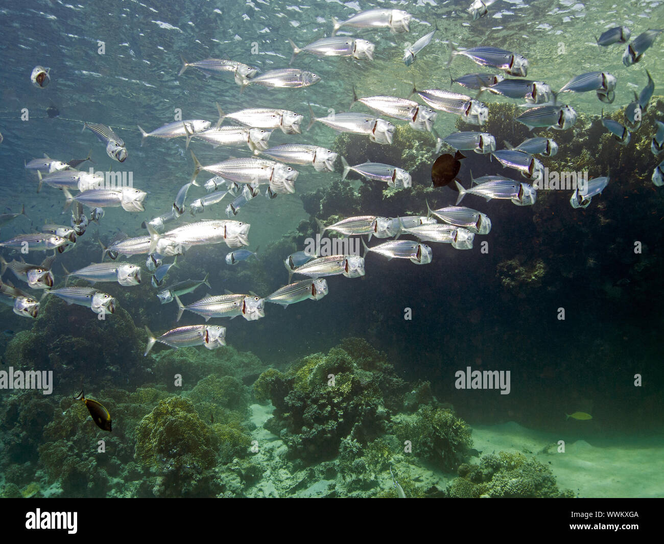 Rastrelliger fische -Fotos und -Bildmaterial in hoher Auflösung – Alamy
