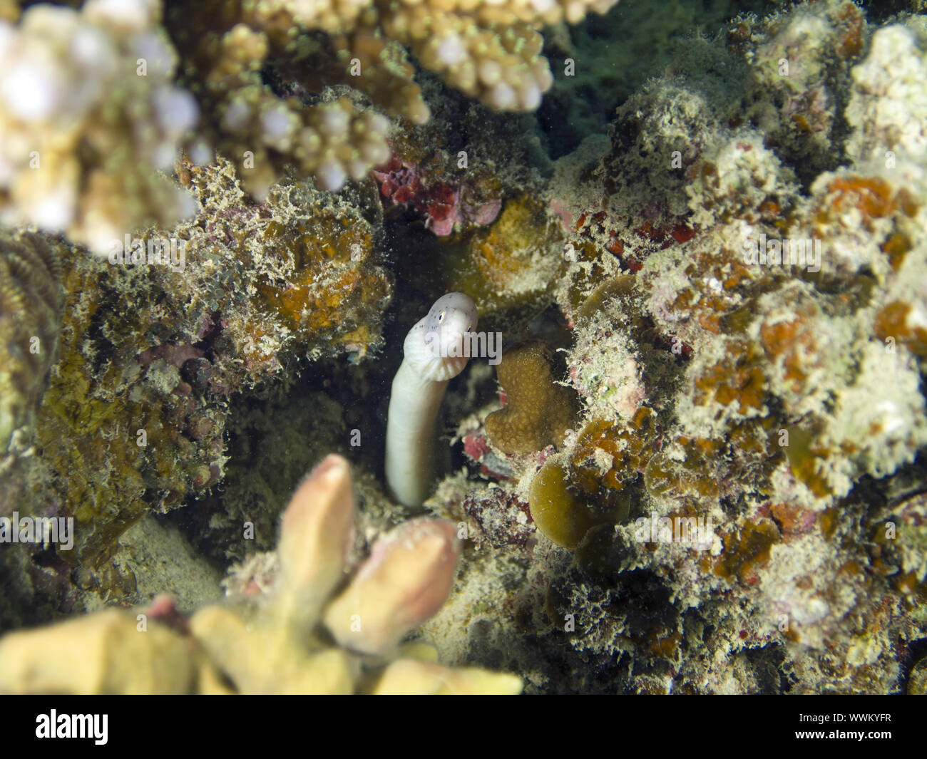 Geometric moray -Fotos und -Bildmaterial in hoher Auflösung – Alamy