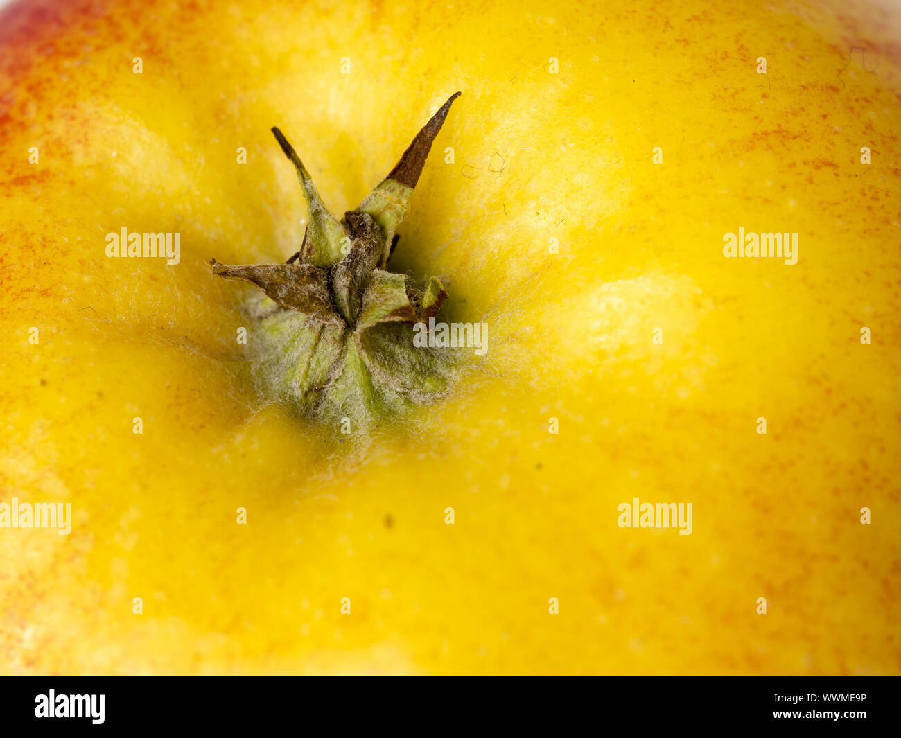 Braeburn apple -Fotos und -Bildmaterial in hoher Auflösung – Alamy