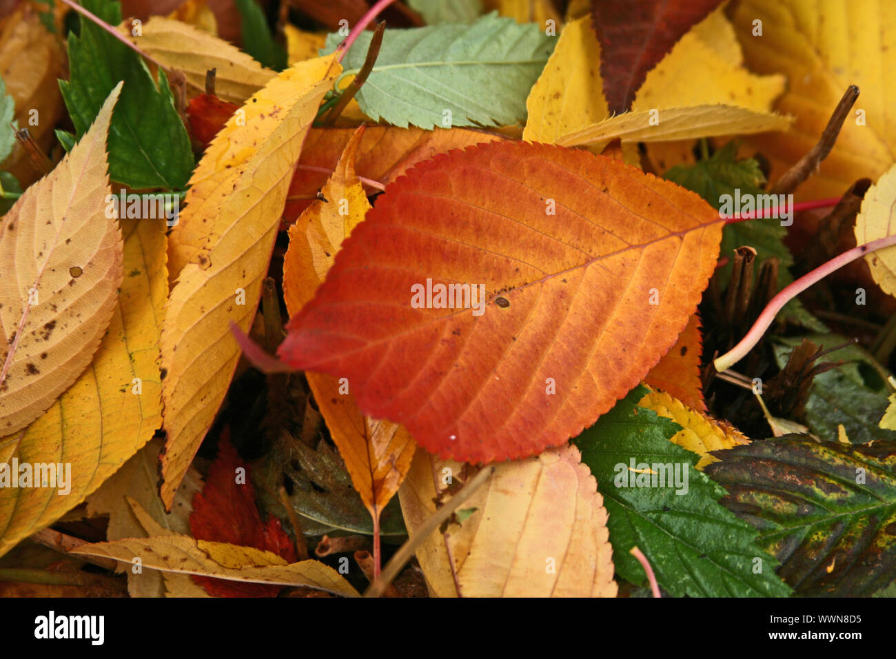 Goldene blaetter -Fotos und -Bildmaterial in hoher Auflösung – Alamy