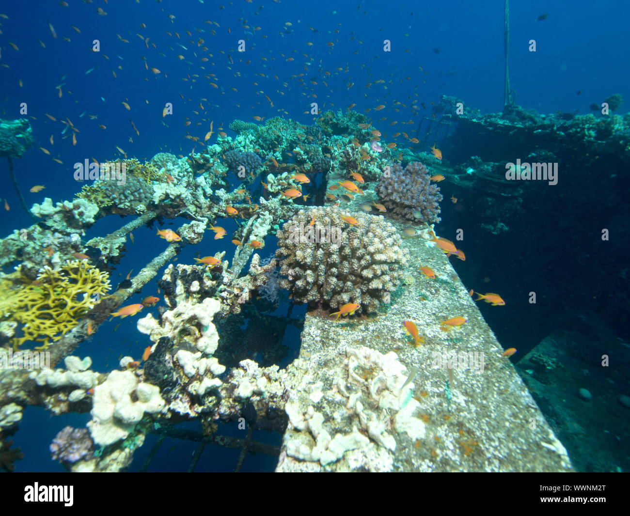 Unterwasser wrack -Fotos und -Bildmaterial in hoher Auflösung – Alamy