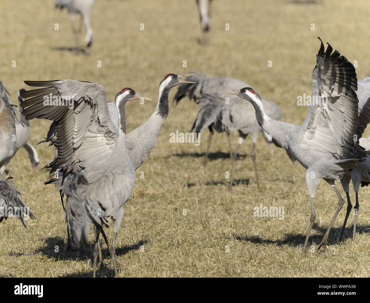 Florida kraniche -Fotos und -Bildmaterial in hoher Auflösung – Alamy