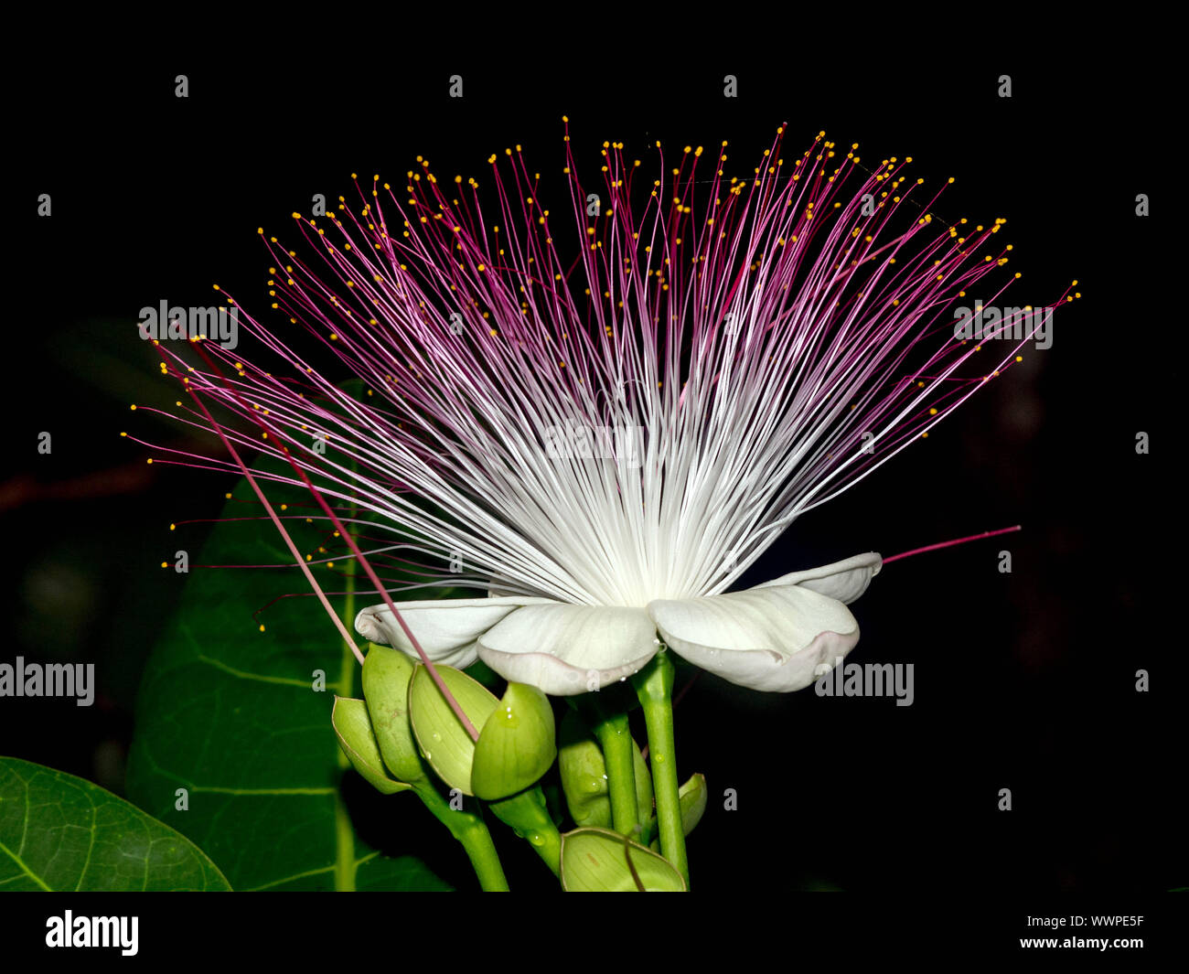 Exotic flower -Fotos und -Bildmaterial in hoher Auflösung – Alamy
