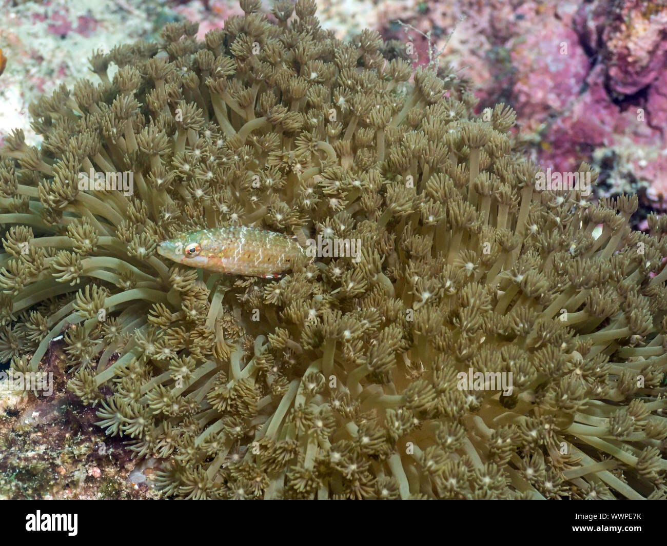 Maori wrasse -Fotos und -Bildmaterial in hoher Auflösung – Alamy