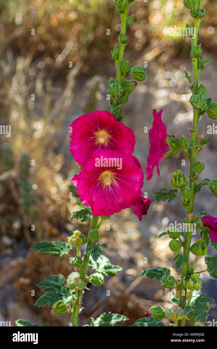 Alcea rosea border -Fotos und -Bildmaterial in hoher Auflösung – Alamy