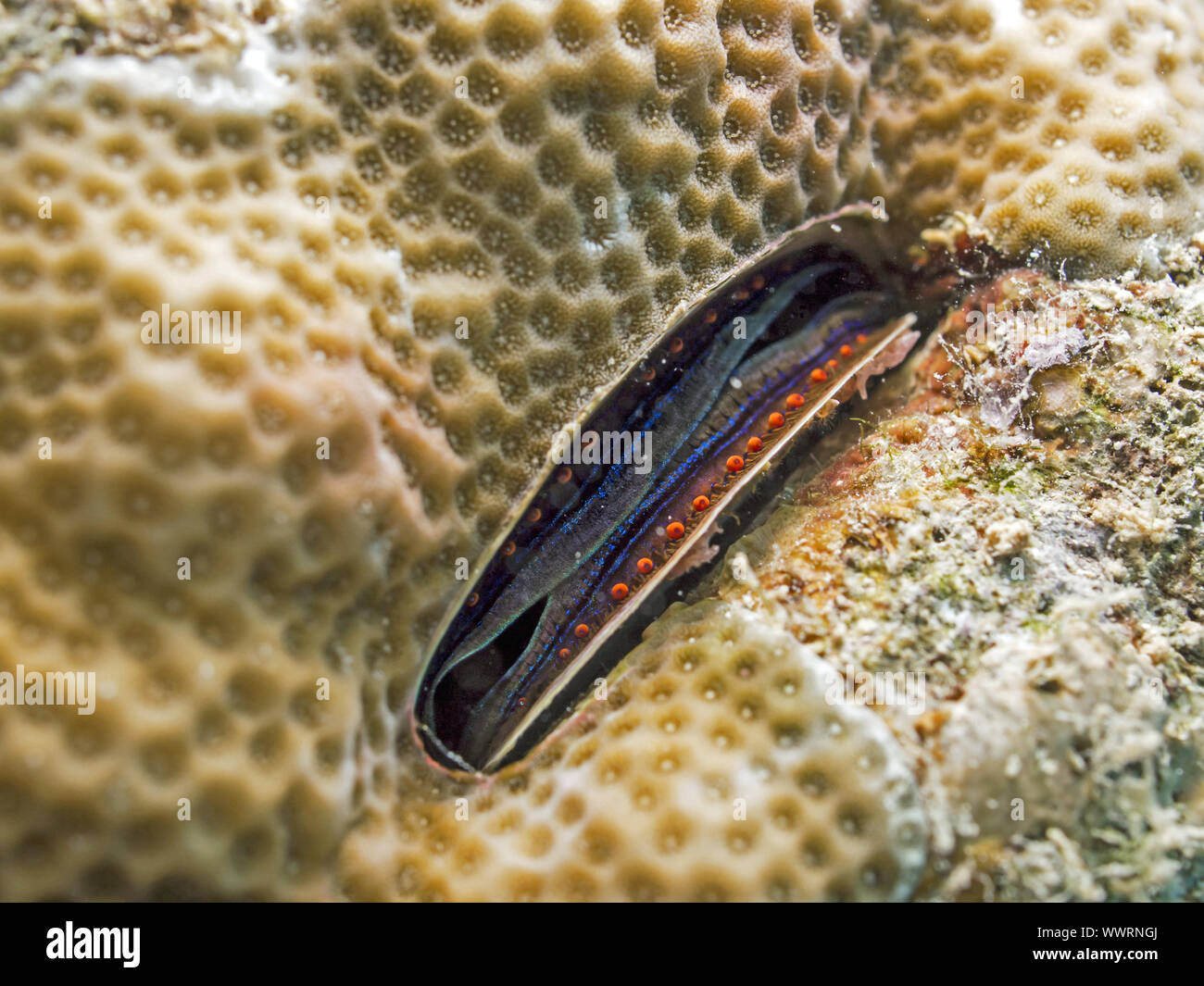 Jakobsmuschel korallen -Fotos und -Bildmaterial in hoher Auflösung – Alamy