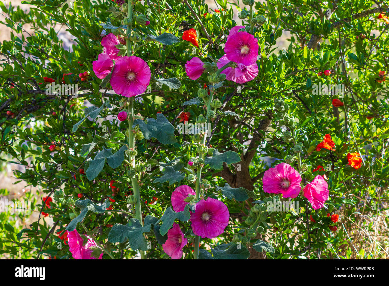 Alcea rosea border -Fotos und -Bildmaterial in hoher Auflösung – Alamy