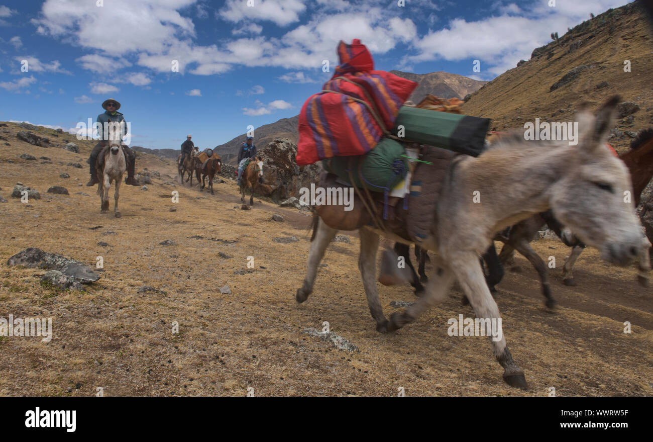 Maultiere auf der Spur in der Cordillera Huayhuash, Ancash, Peru ...