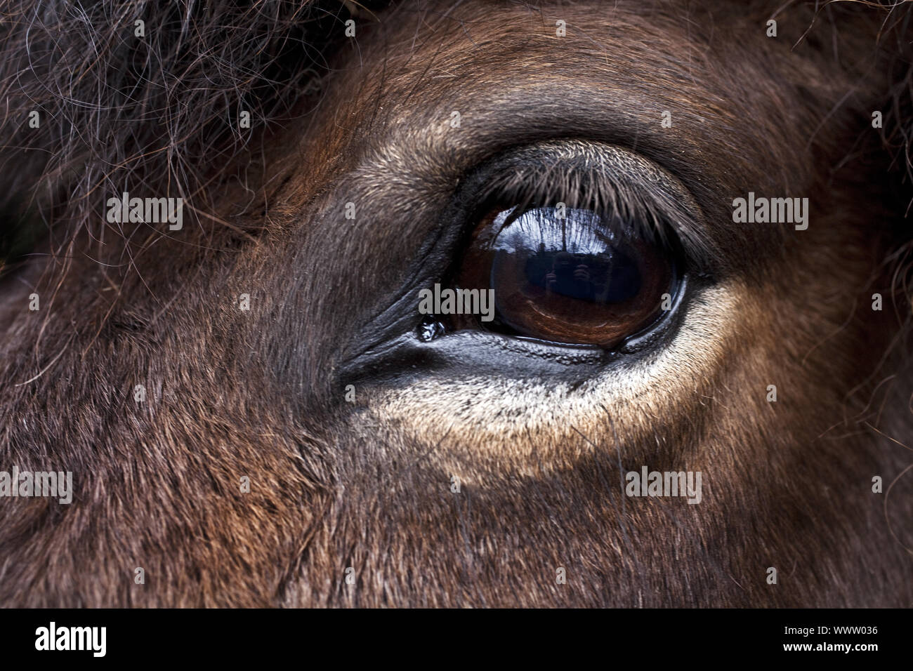 Equus przewalskii -Fotos und -Bildmaterial in hoher Auflösung – Alamy