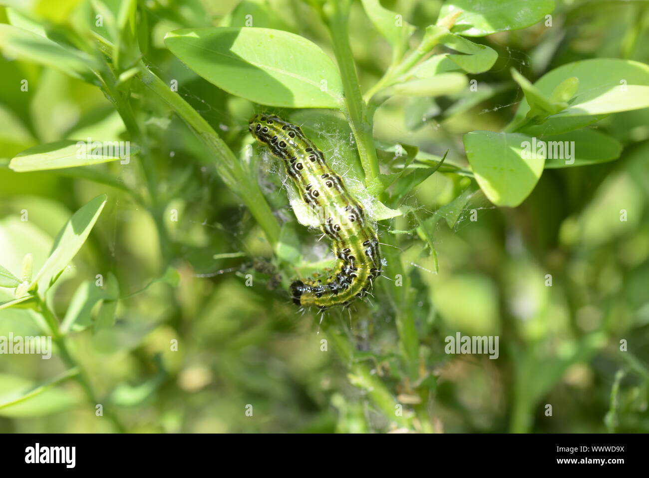 Raupe in buchsbaum -Fotos und -Bildmaterial in hoher Auflösung – Alamy