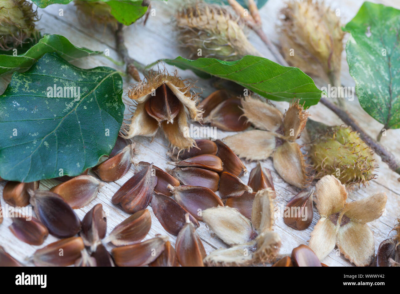 Buchecker, Bucheckern, Buche, Rot-Buche, Rotbuche, Früchte, Fagus ...