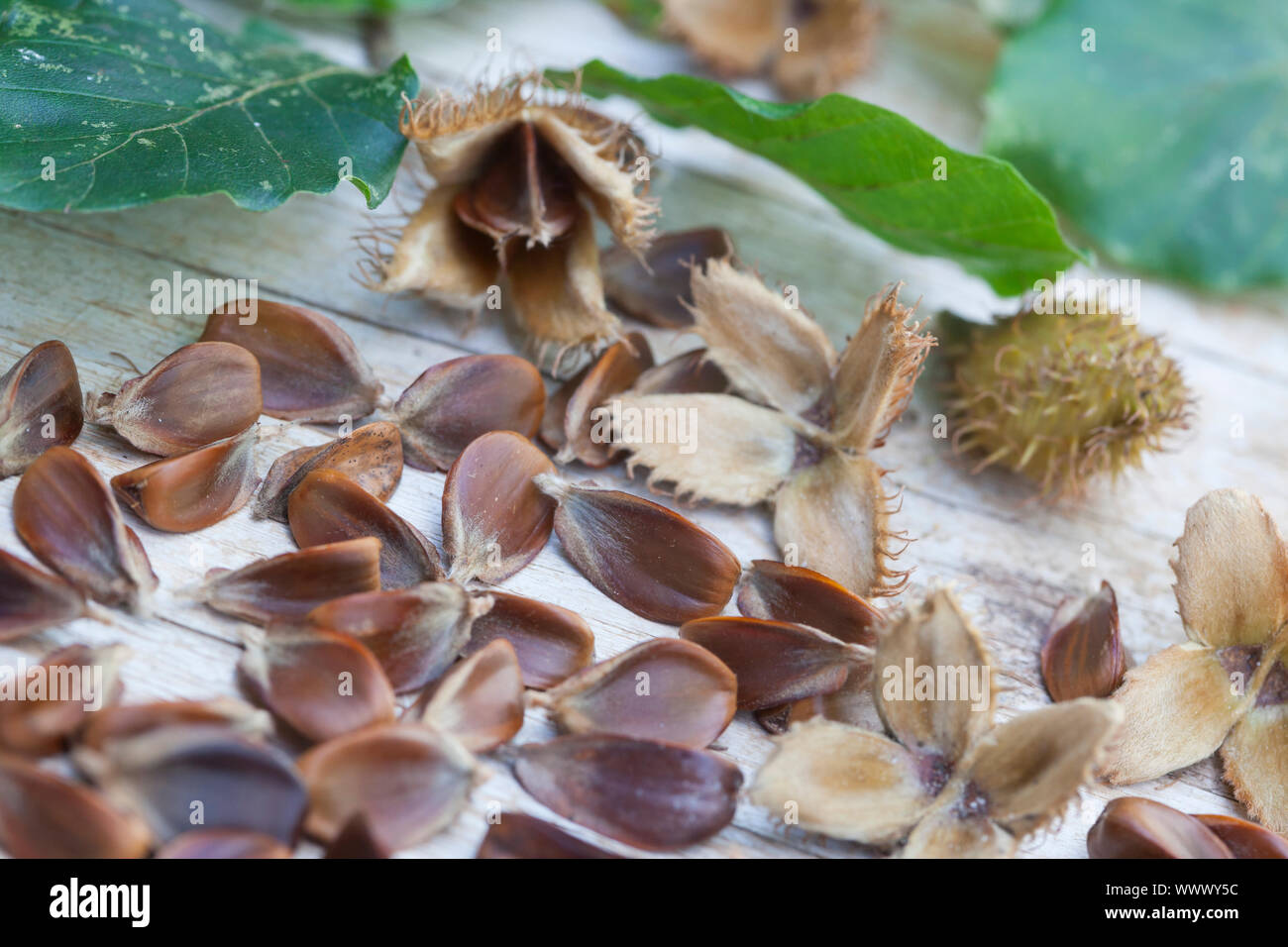 Buchecker Stockfotos und -bilder Kaufen - Alamy